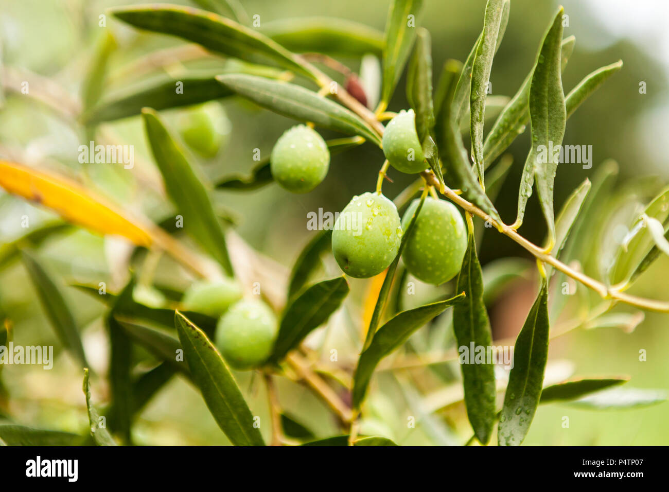 Green olives in an olive grove Stock Photo - Alamy