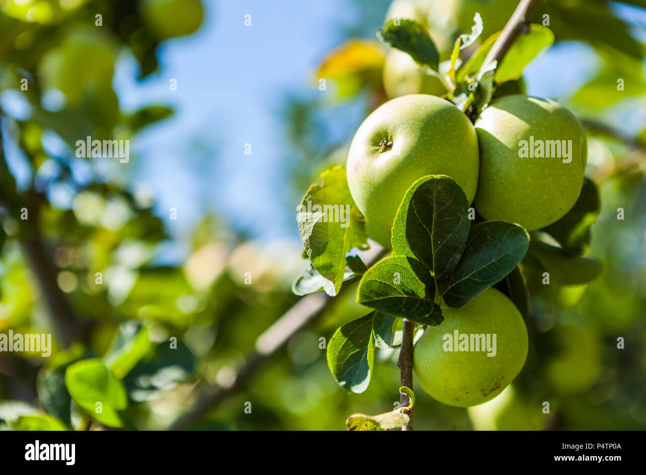 Apple tree in an orchard Stock Photo - Alamy