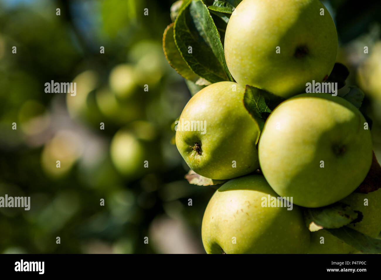 Apple tree in an orchard Stock Photo - Alamy