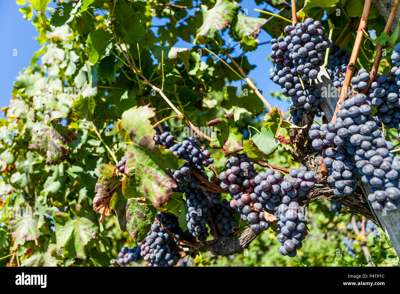 Bunches of blue grapes in a vineyard Stock Photo - Alamy