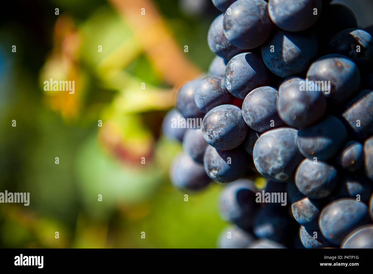 Tannines hi-res stock photography and images - Alamy