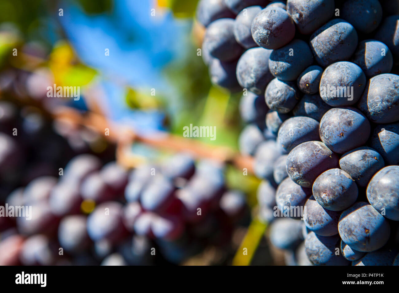 Grape varieties australia hi-res stock photography and images - Alamy
