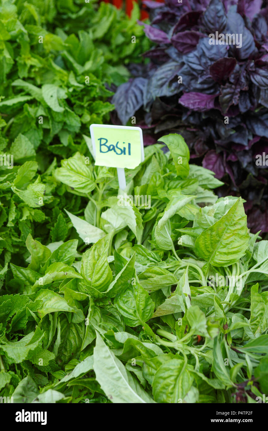 Fresh Basil at an Outdoor Market Stock Photo - Alamy