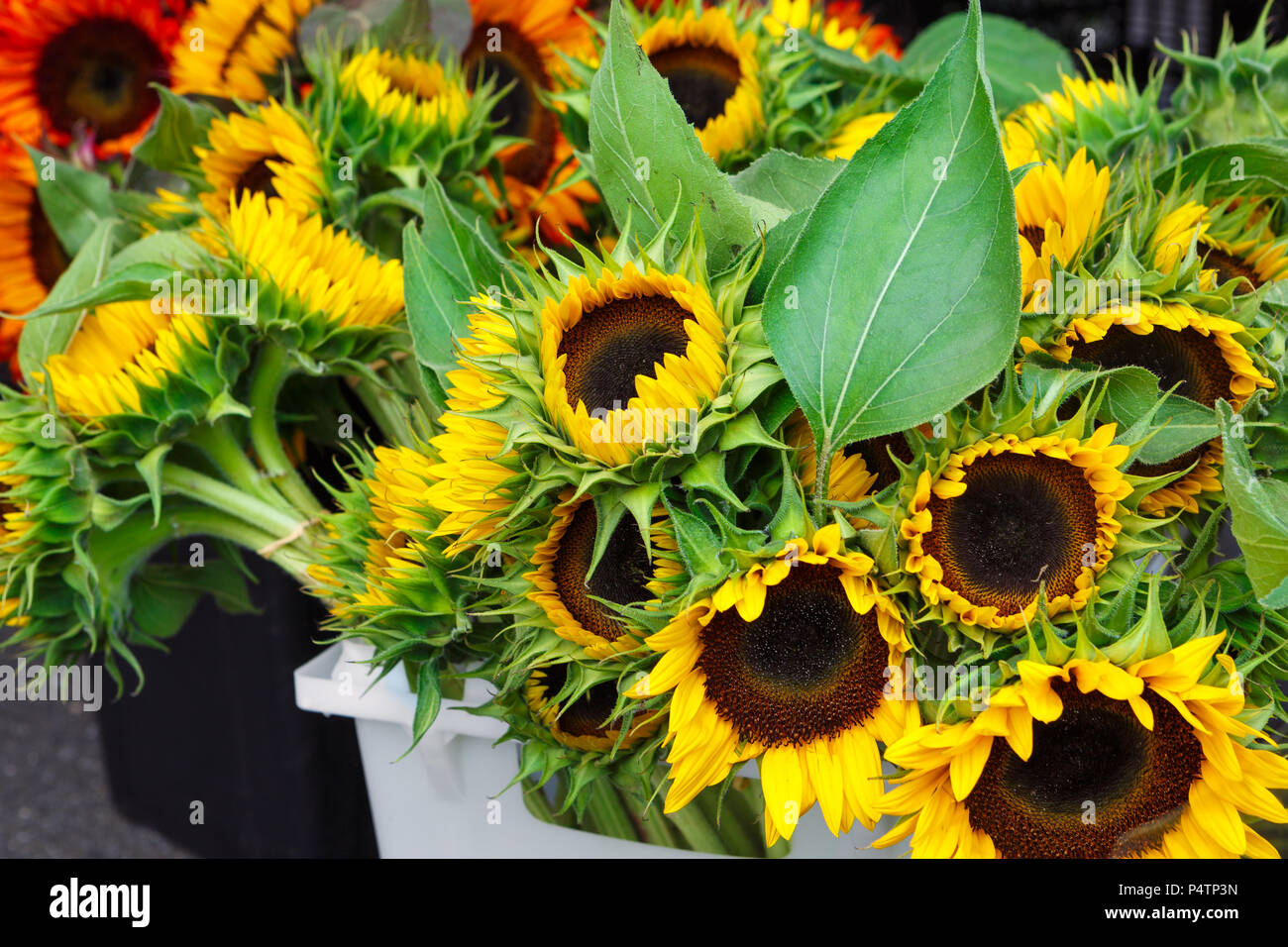 Fresh Cut Sunflowers at a Local Market Stock Photo - Alamy