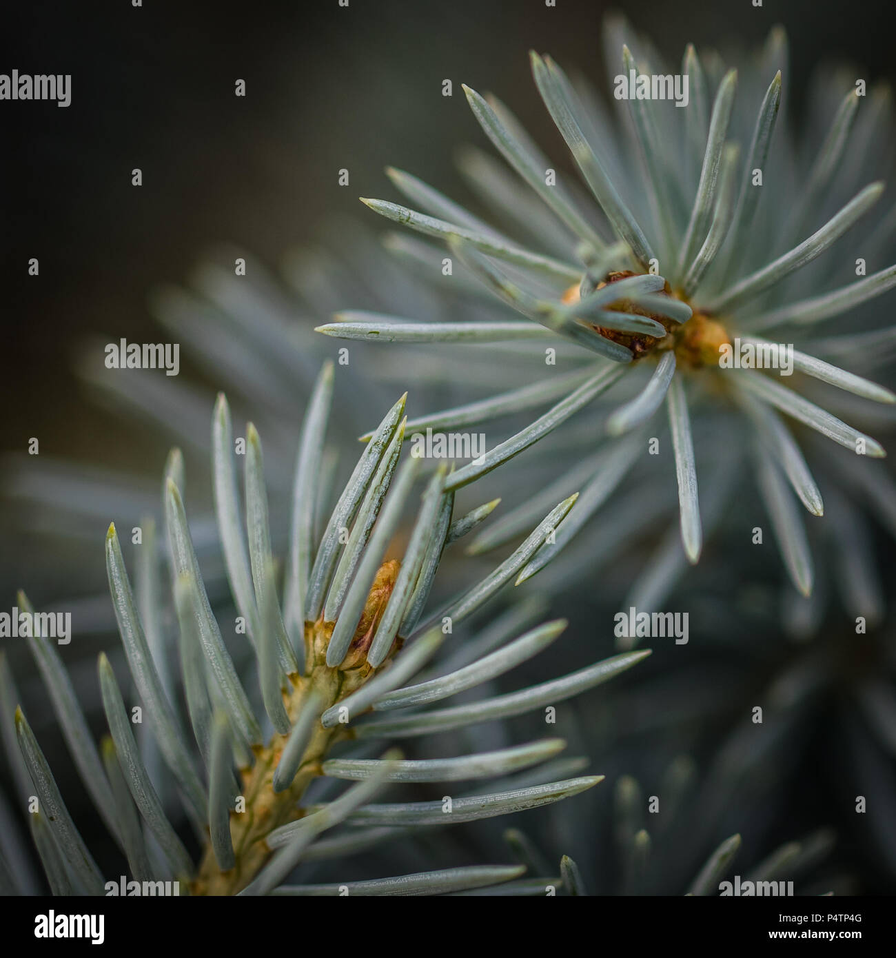 100mm canon macro lens hi-res stock photography and images - Alamy