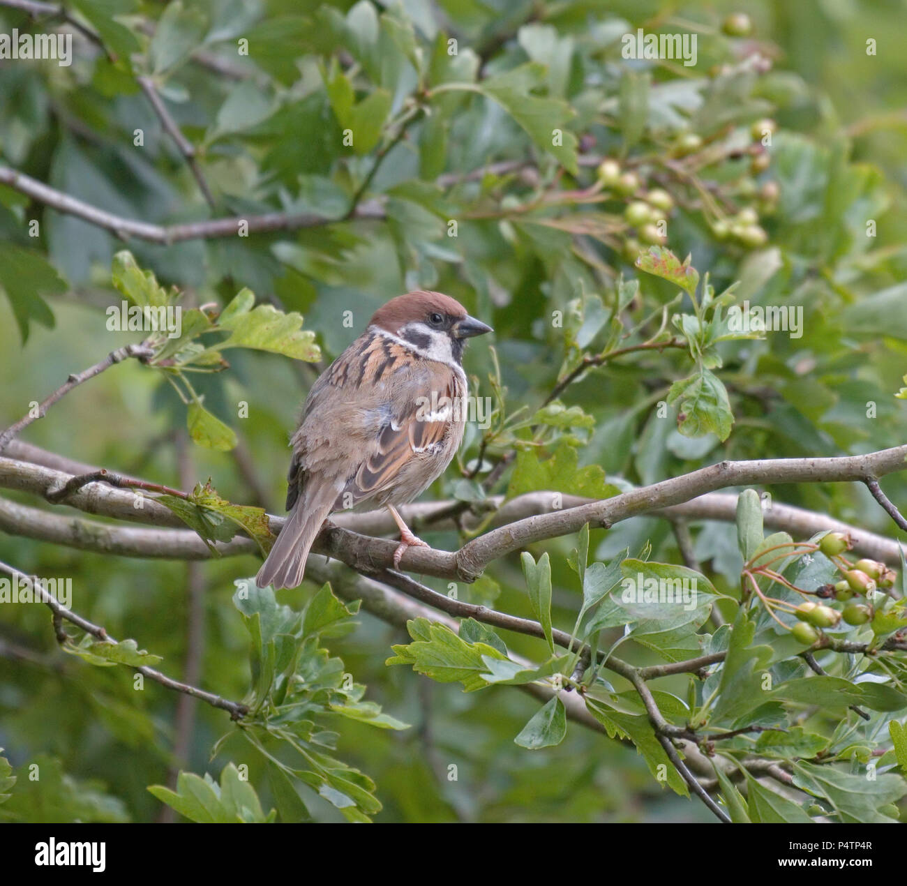 Sparrow flock uk hi-res stock photography and images - Alamy
