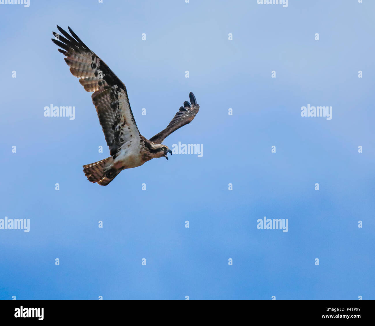 Osprey soaring and nesting in Northern Arizona USA Stock Photo - Alamy