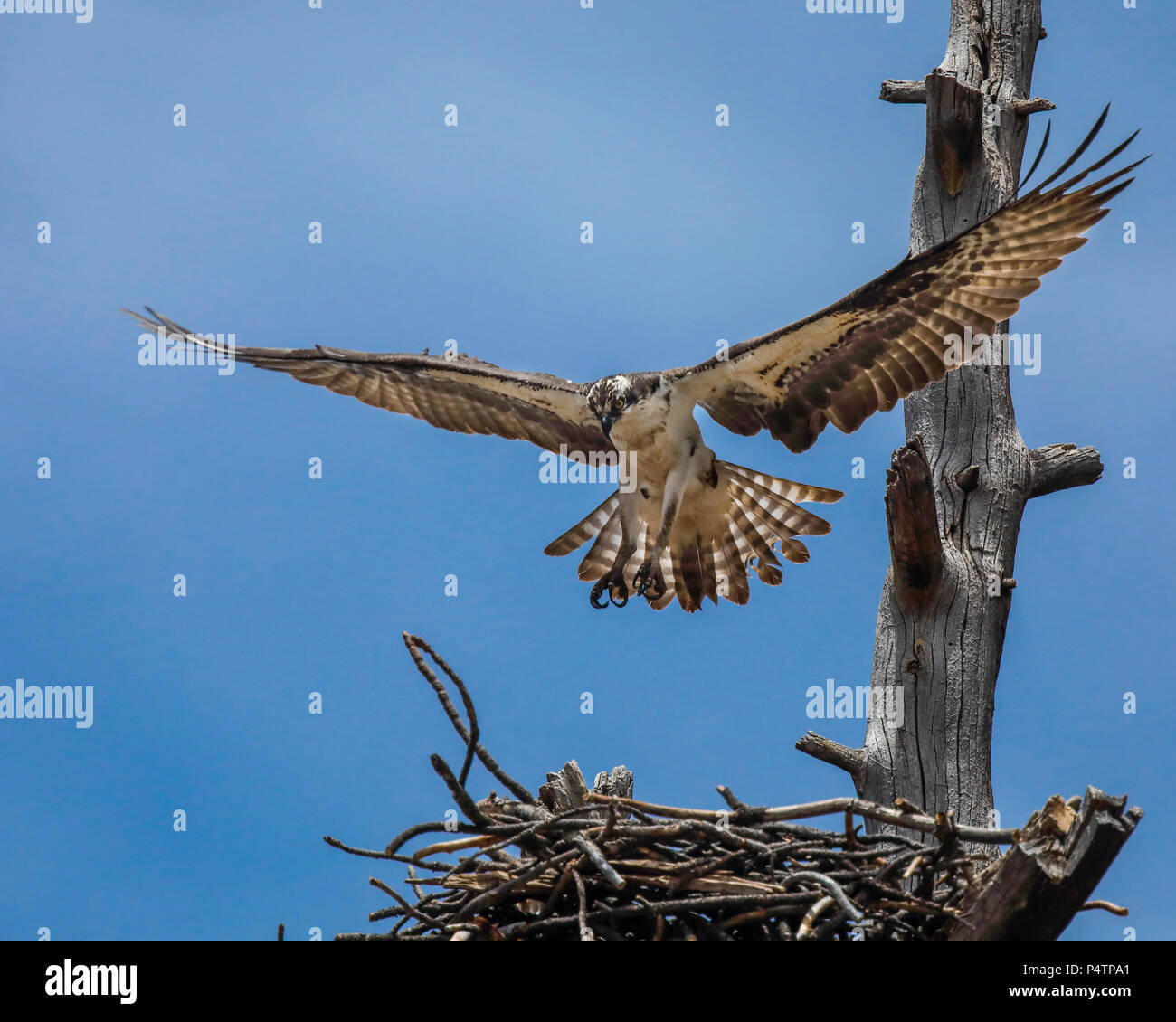 Osprey soaring and nesting in Northern Arizona USA Stock Photo - Alamy