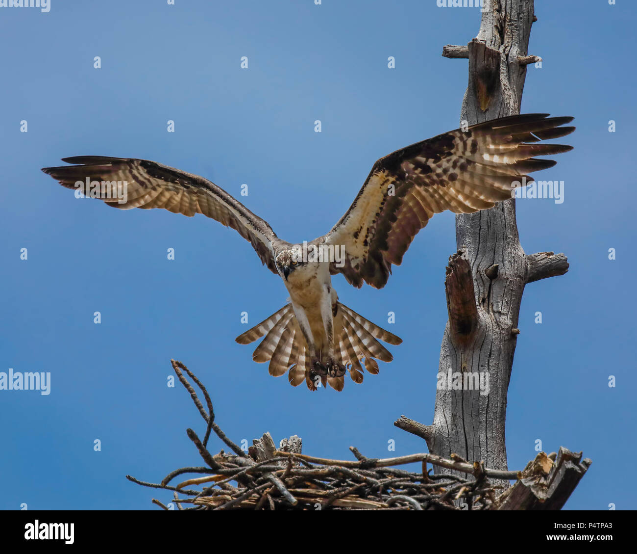 Osprey soaring and nesting in Northern Arizona USA Stock Photo - Alamy