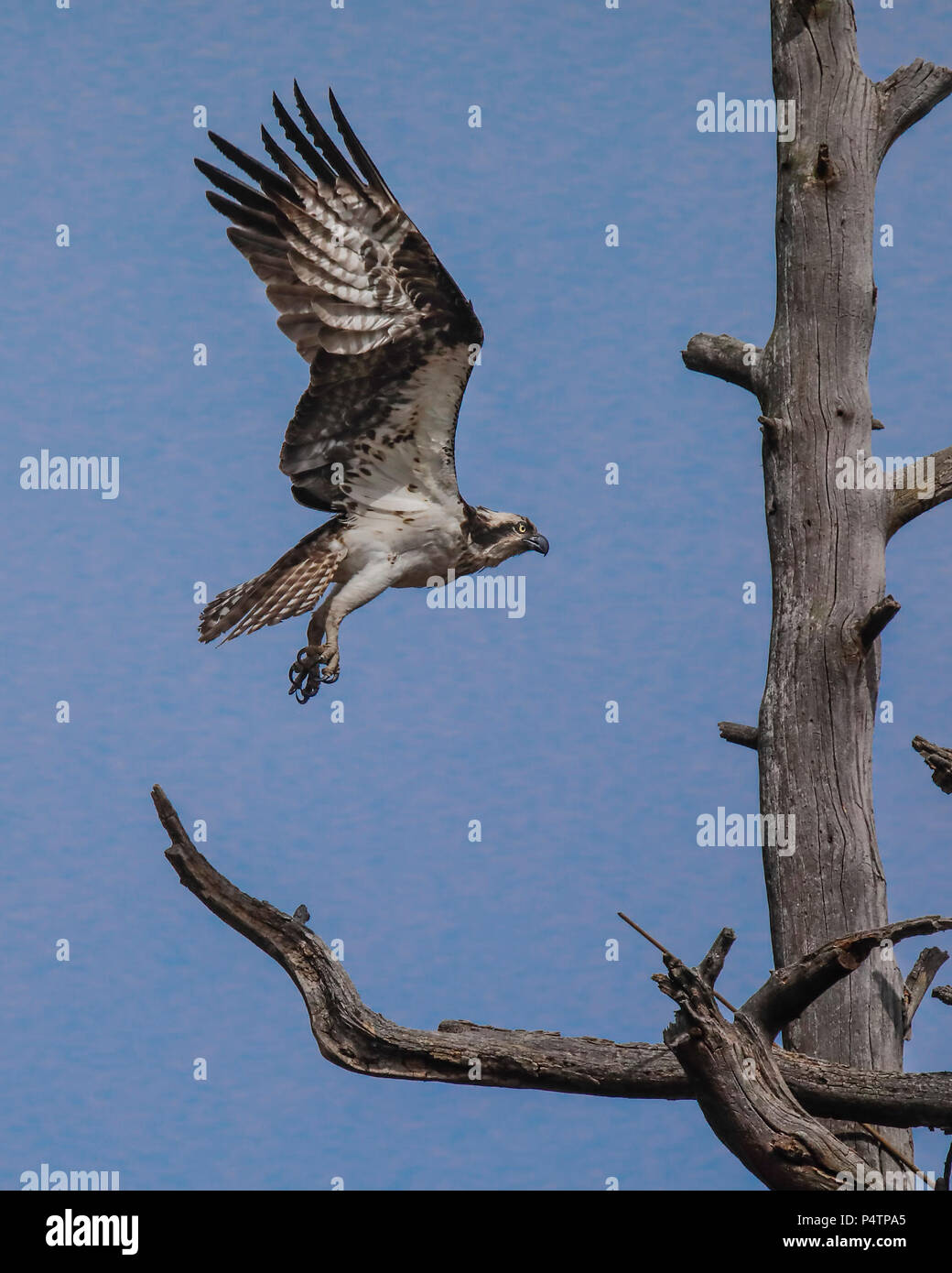 Osprey soaring and nesting in Northern Arizona USA Stock Photo - Alamy