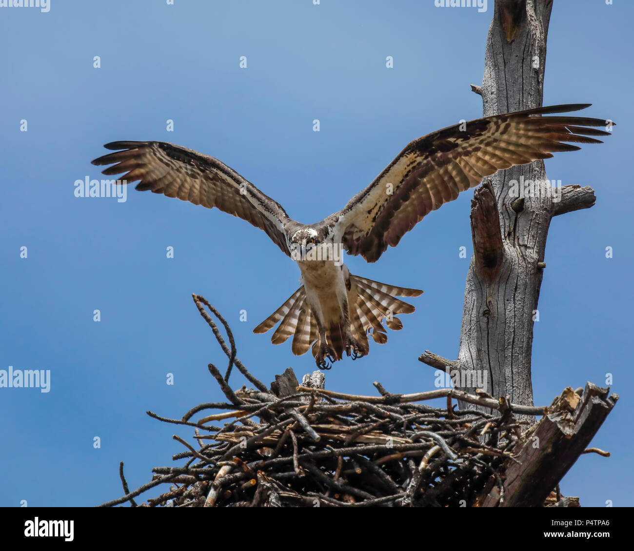 Osprey soaring and nesting in Northern Arizona USA Stock Photo - Alamy