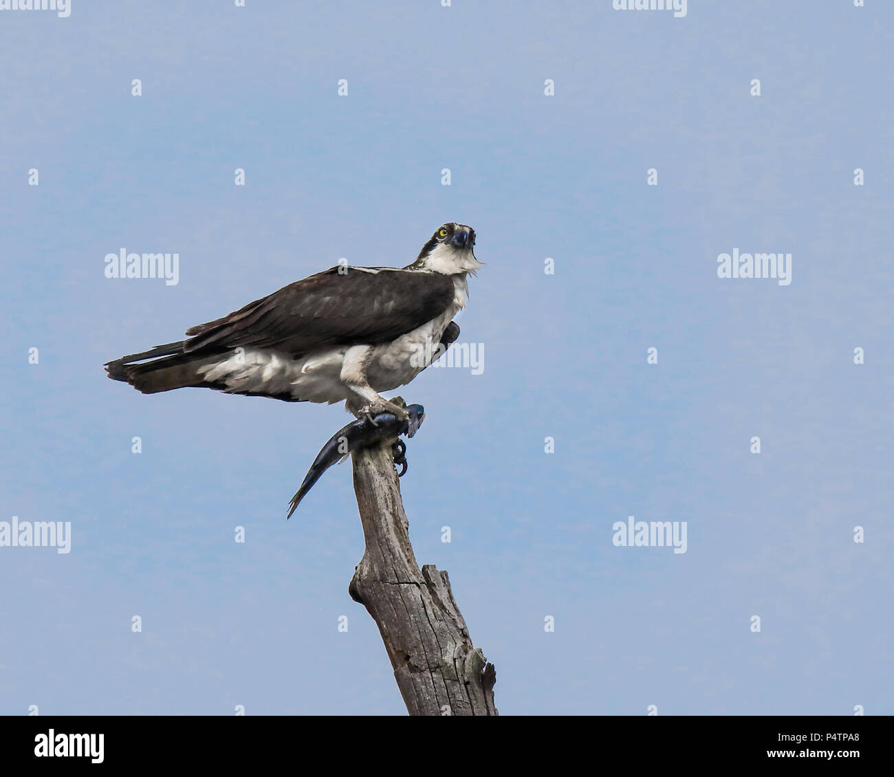 Osprey soaring and nesting in Northern Arizona USA Stock Photo - Alamy