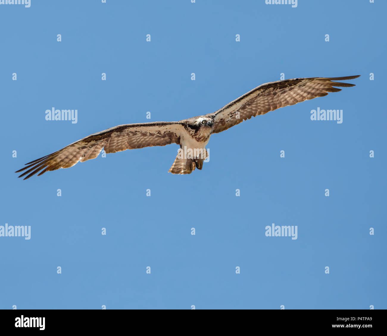 Osprey soaring and nesting in Northern Arizona USA Stock Photo - Alamy
