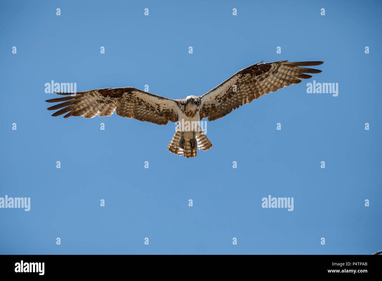 Osprey soaring and nesting in Northern Arizona USA Stock Photo - Alamy