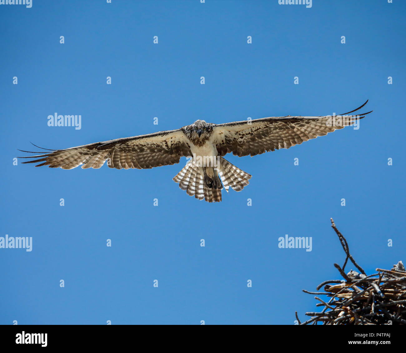 Osprey soaring and nesting in Northern Arizona USA Stock Photo - Alamy