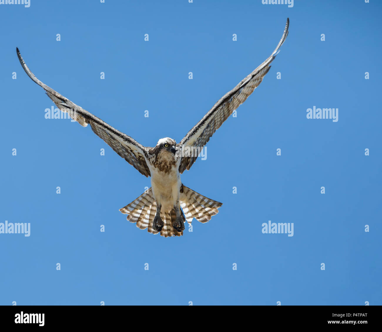 Osprey soaring and nesting in Northern Arizona USA Stock Photo - Alamy