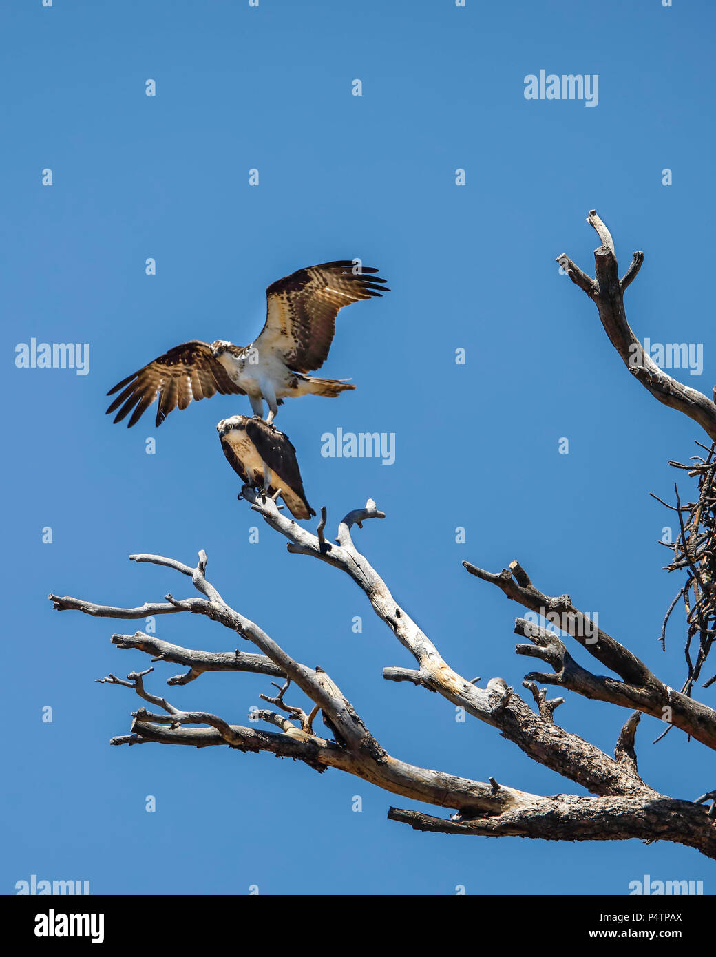 Osprey soaring and nesting in Northern Arizona USA Stock Photo - Alamy
