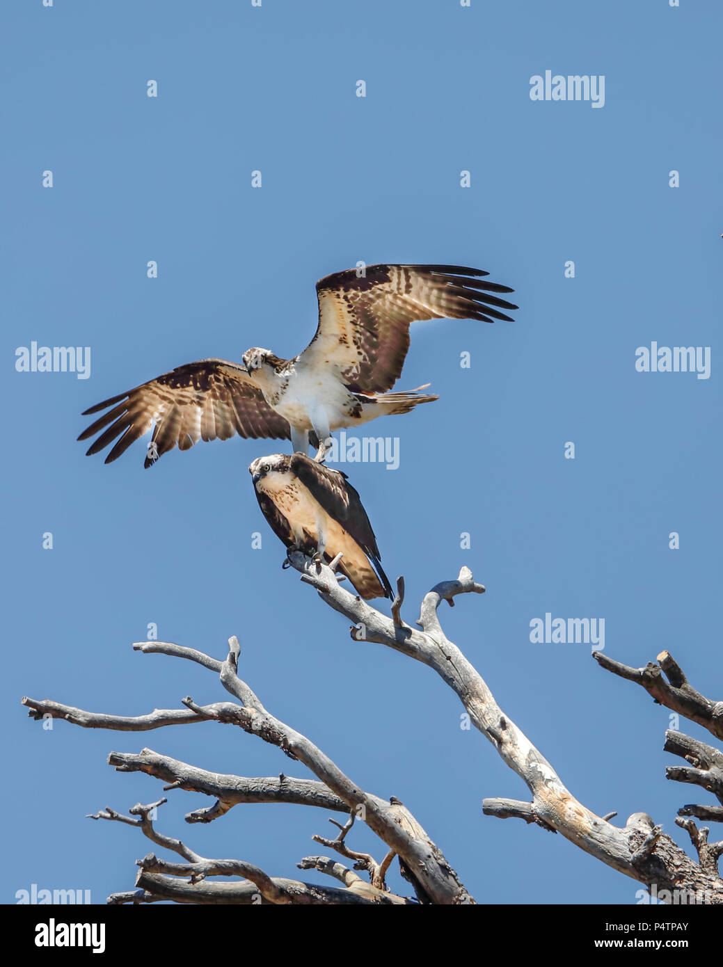 Osprey soaring and nesting in Northern Arizona USA Stock Photo - Alamy