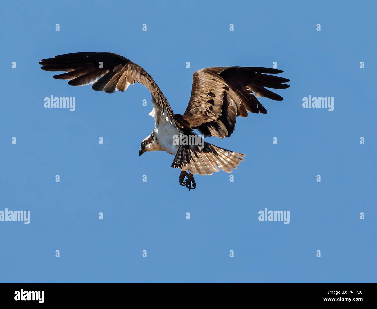 Osprey soaring and nesting in Northern Arizona USA Stock Photo - Alamy