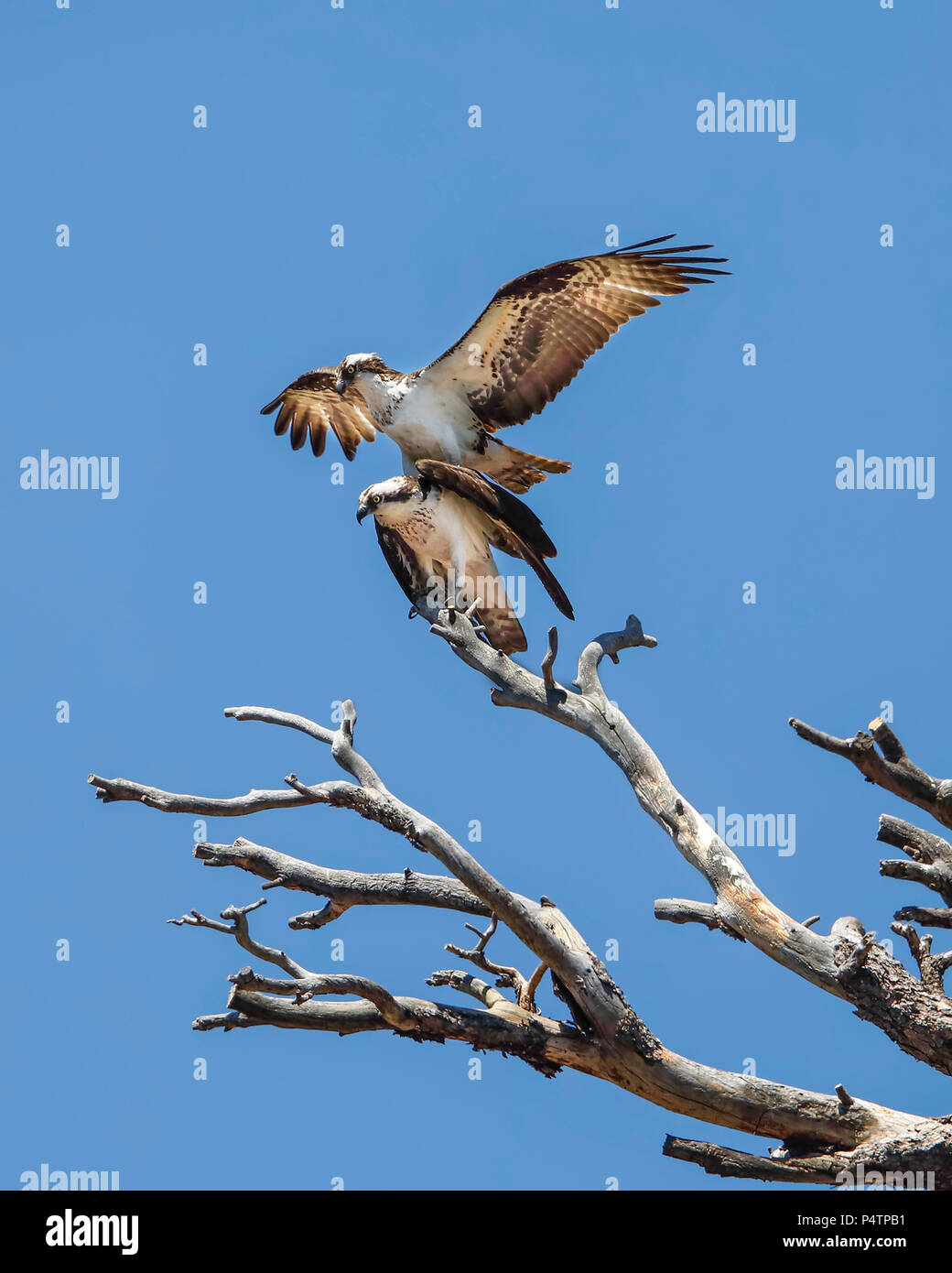 Osprey soaring and nesting in Northern Arizona USA Stock Photo - Alamy