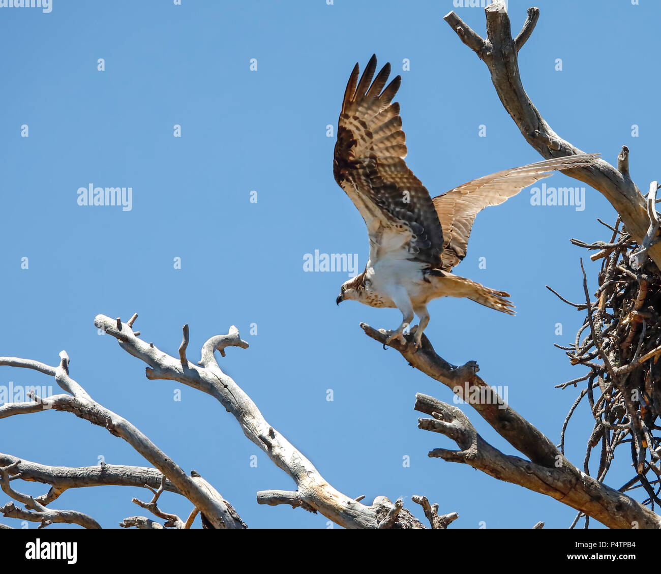 Osprey soaring and nesting in Northern Arizona USA Stock Photo - Alamy