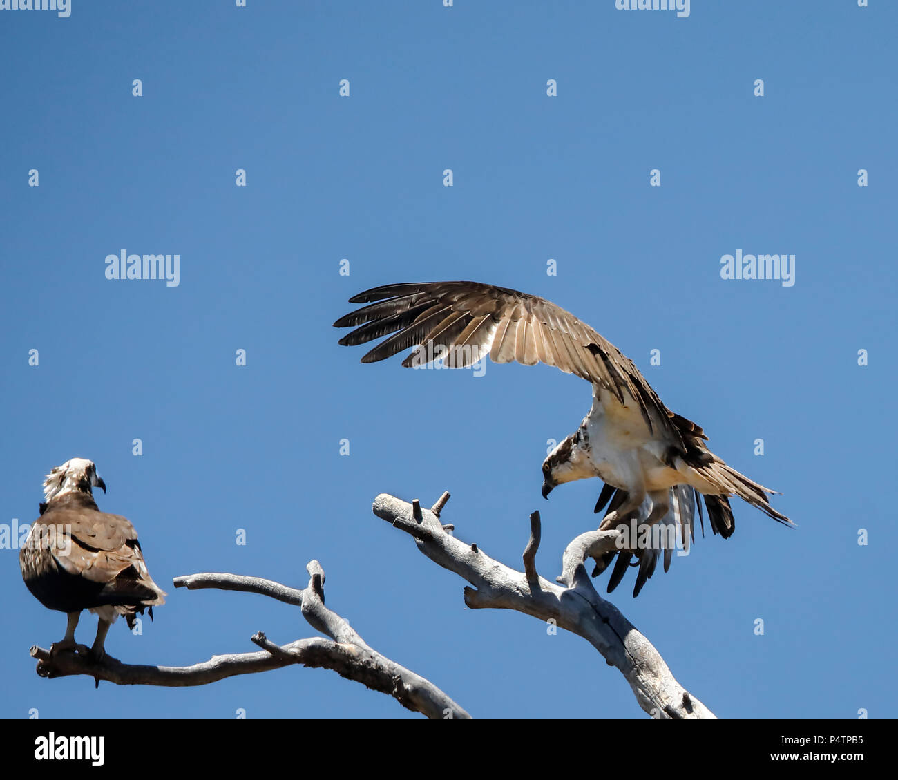 Osprey soaring and nesting in Northern Arizona USA Stock Photo - Alamy