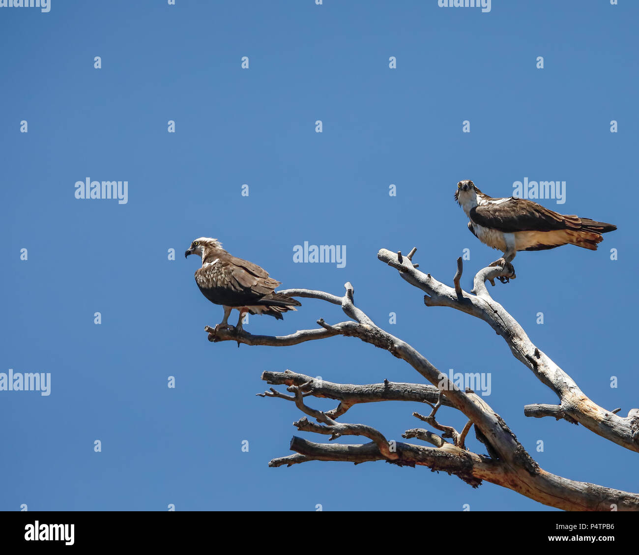 Osprey soaring and nesting in Northern Arizona USA Stock Photo - Alamy