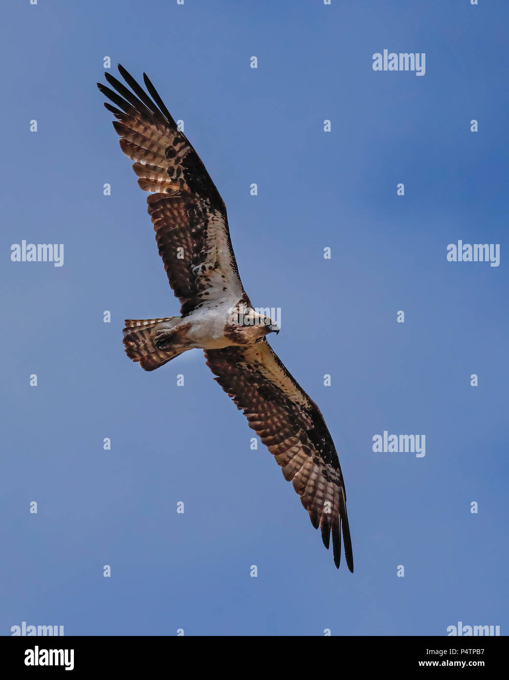 Osprey soaring and nesting in Northern Arizona USA Stock Photo - Alamy
