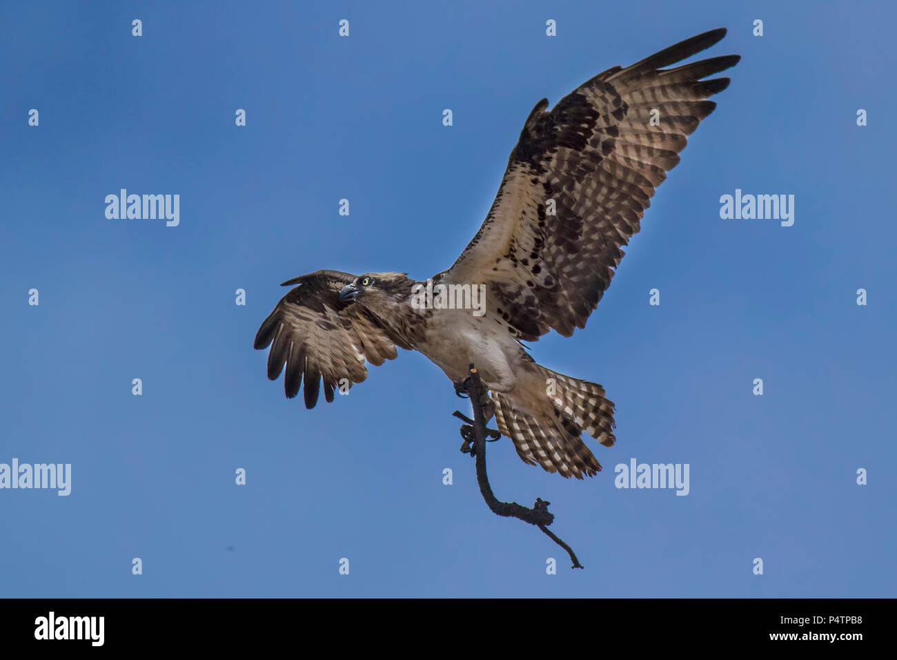 Osprey soaring and nesting in Northern Arizona USA Stock Photo - Alamy