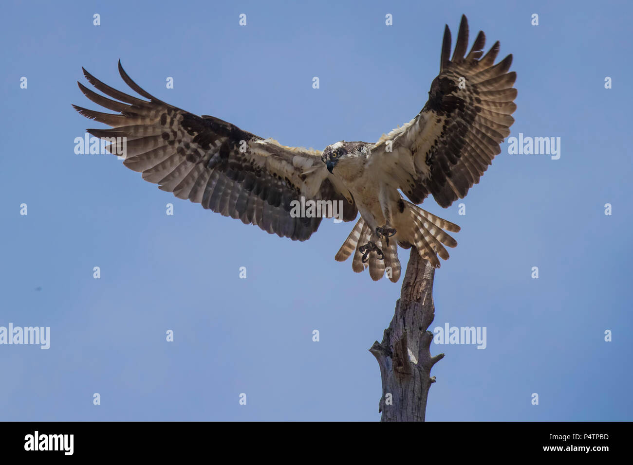 Osprey soaring and nesting in Northern Arizona USA Stock Photo - Alamy