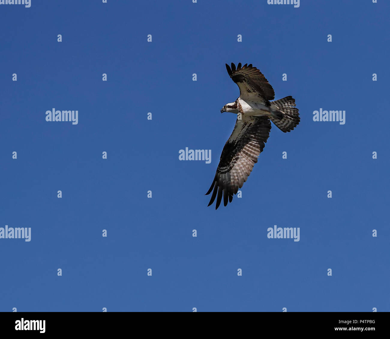Osprey soaring and nesting in Northern Arizona USA Stock Photo - Alamy