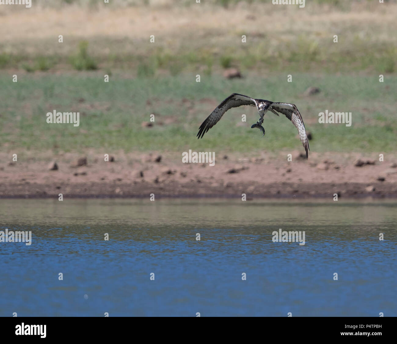 Osprey soaring and nesting in Northern Arizona USA Stock Photo - Alamy
