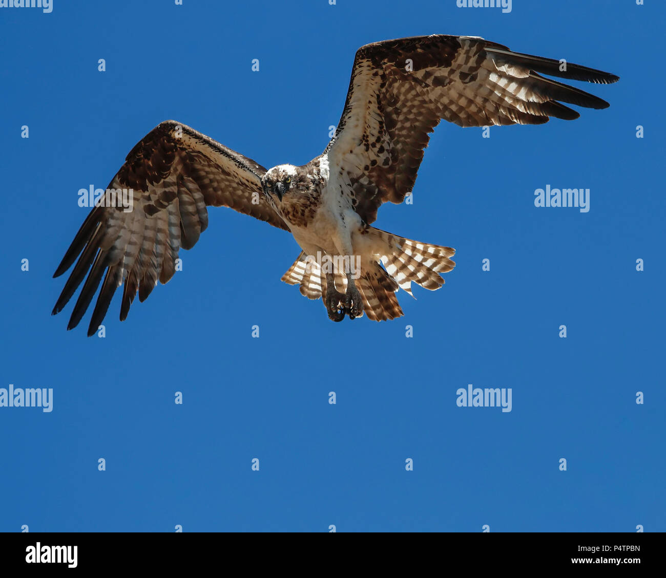 Osprey soaring and nesting in Northern Arizona USA Stock Photo - Alamy