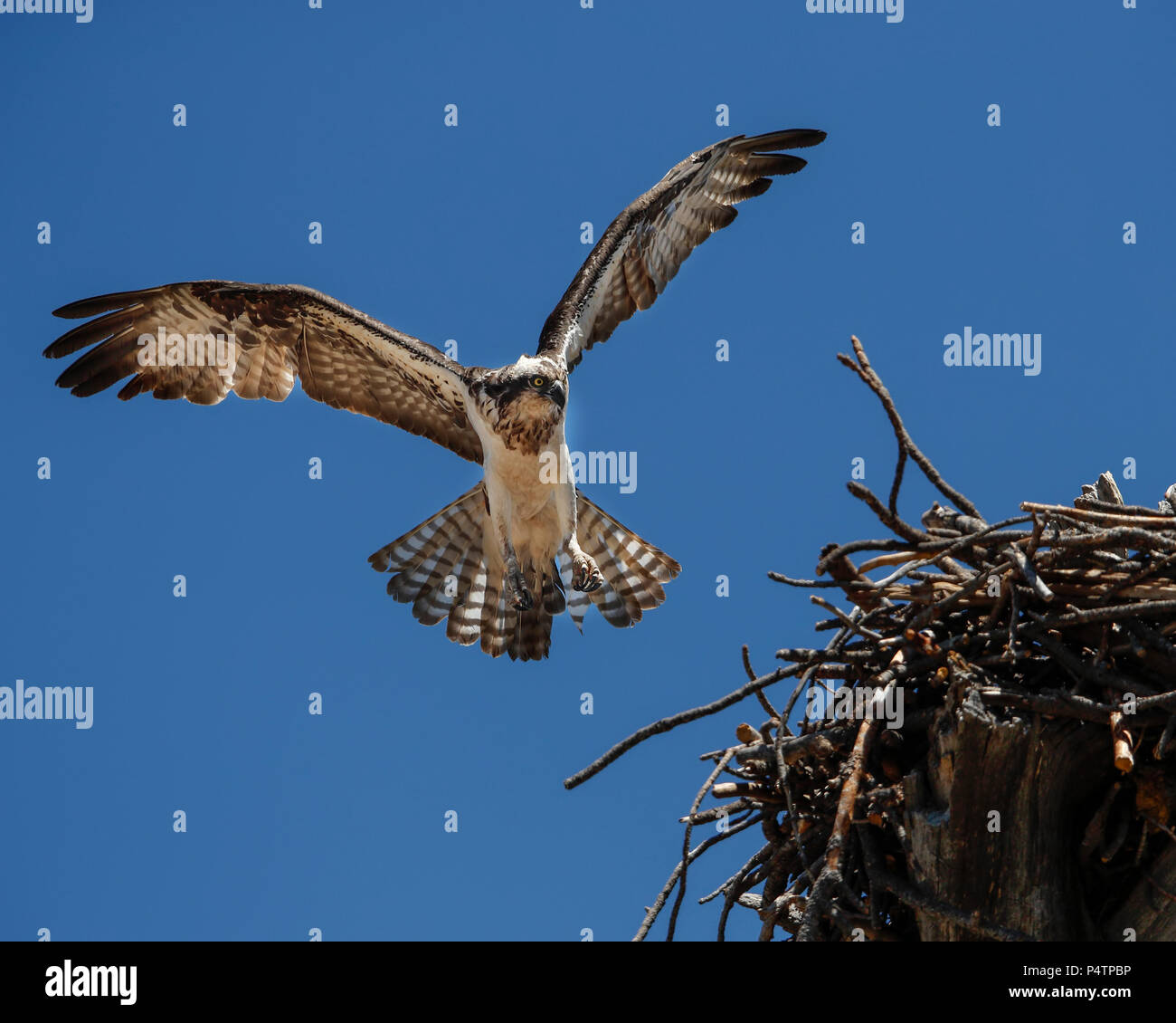 Osprey soaring and nesting in Northern Arizona USA Stock Photo - Alamy