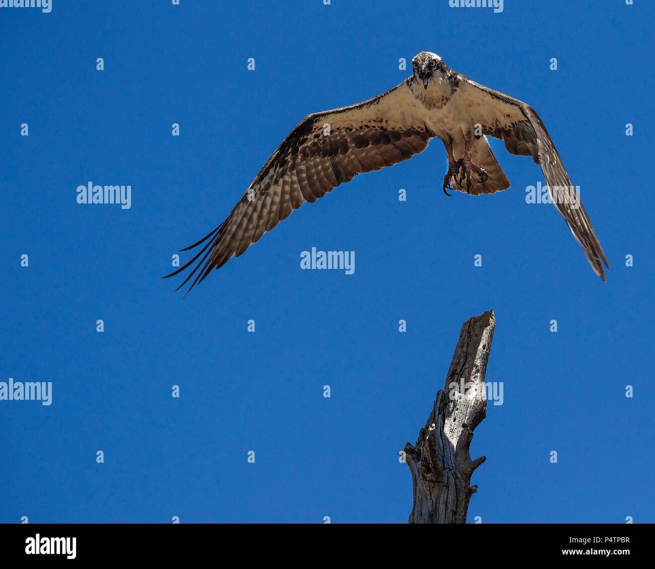 Osprey soaring and nesting in Northern Arizona USA Stock Photo - Alamy