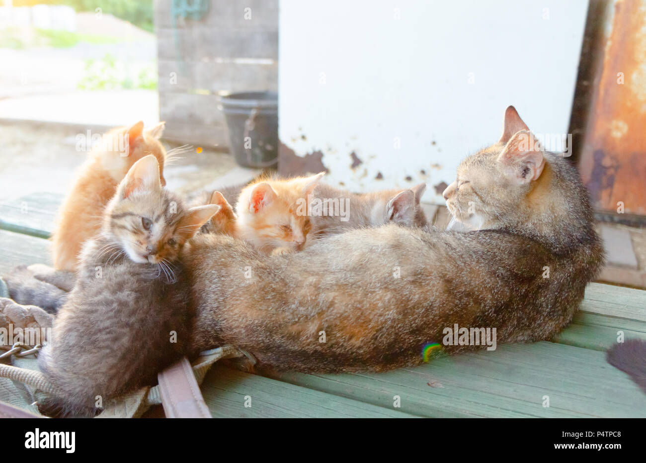 Innocent Kitten Family Stock Photo - Alamy