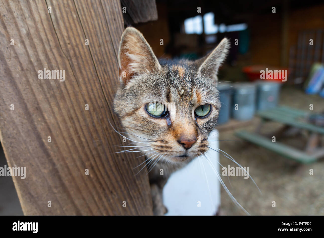 Old Cat Face Stock Photo - Alamy