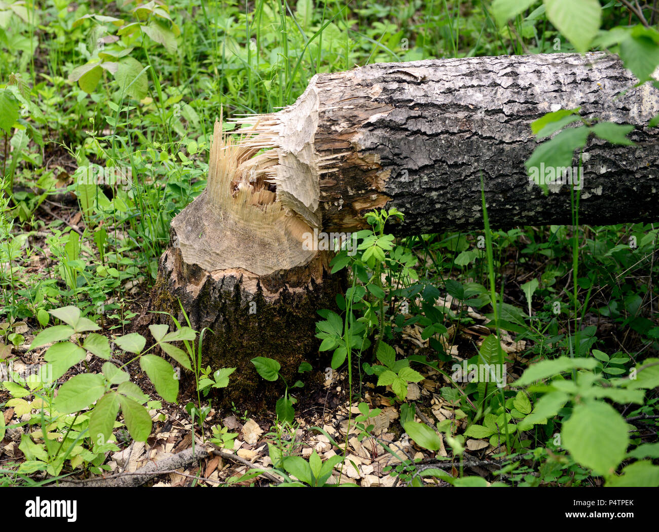 Wild beavers fell tree hi-res stock photography and images - Alamy
