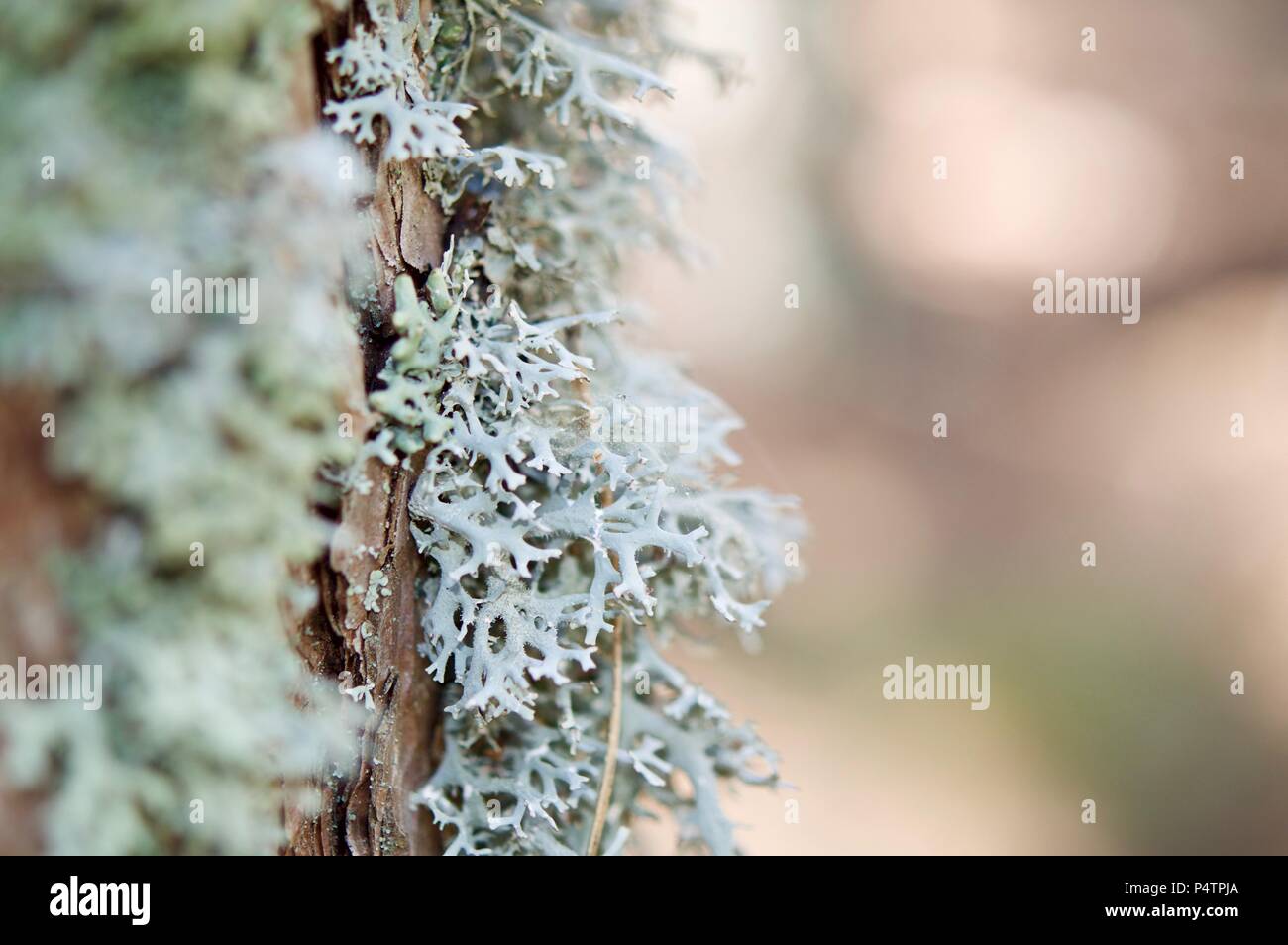 Lichens embedded in a tree in macro view Stock Photo - Alamy Lichens embedded in a tree in macro view Stock Photo - Alamy