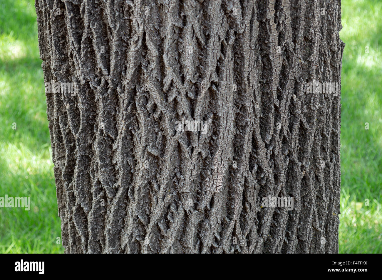 Tree Bark Texture With Grass Background Stock Photo - Alamy