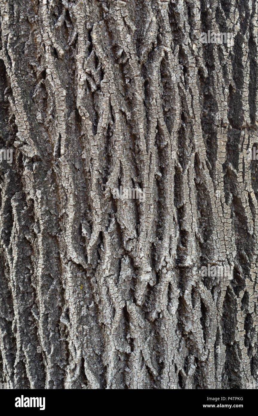 Tree bark texture hi-res stock photography and images - Alamy