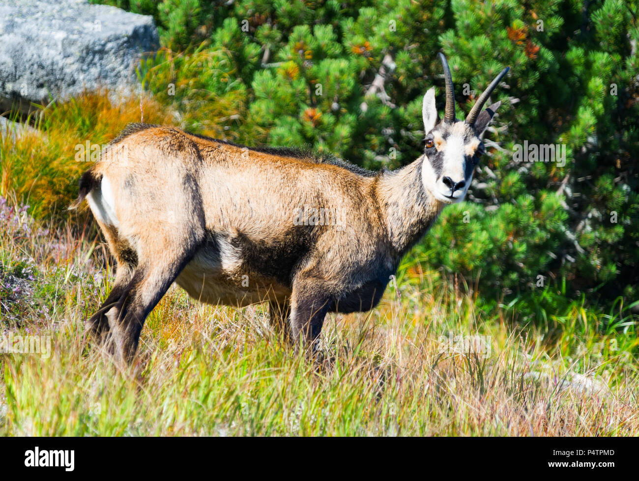 Slovak wildlife hi-res stock photography and images - Alamy