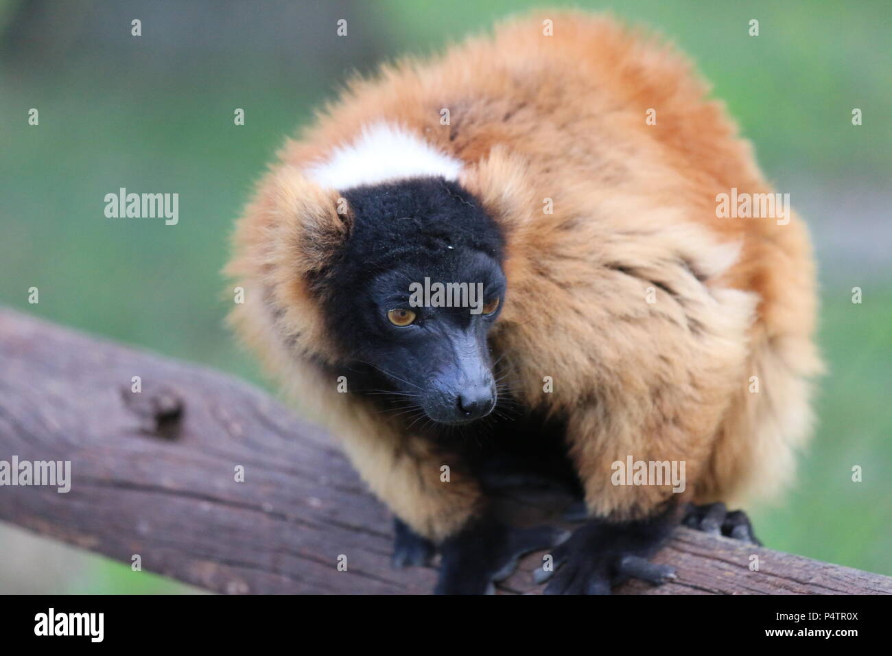 Red Ruffed Lemur - Varecia rubra Stock Photo - Alamy