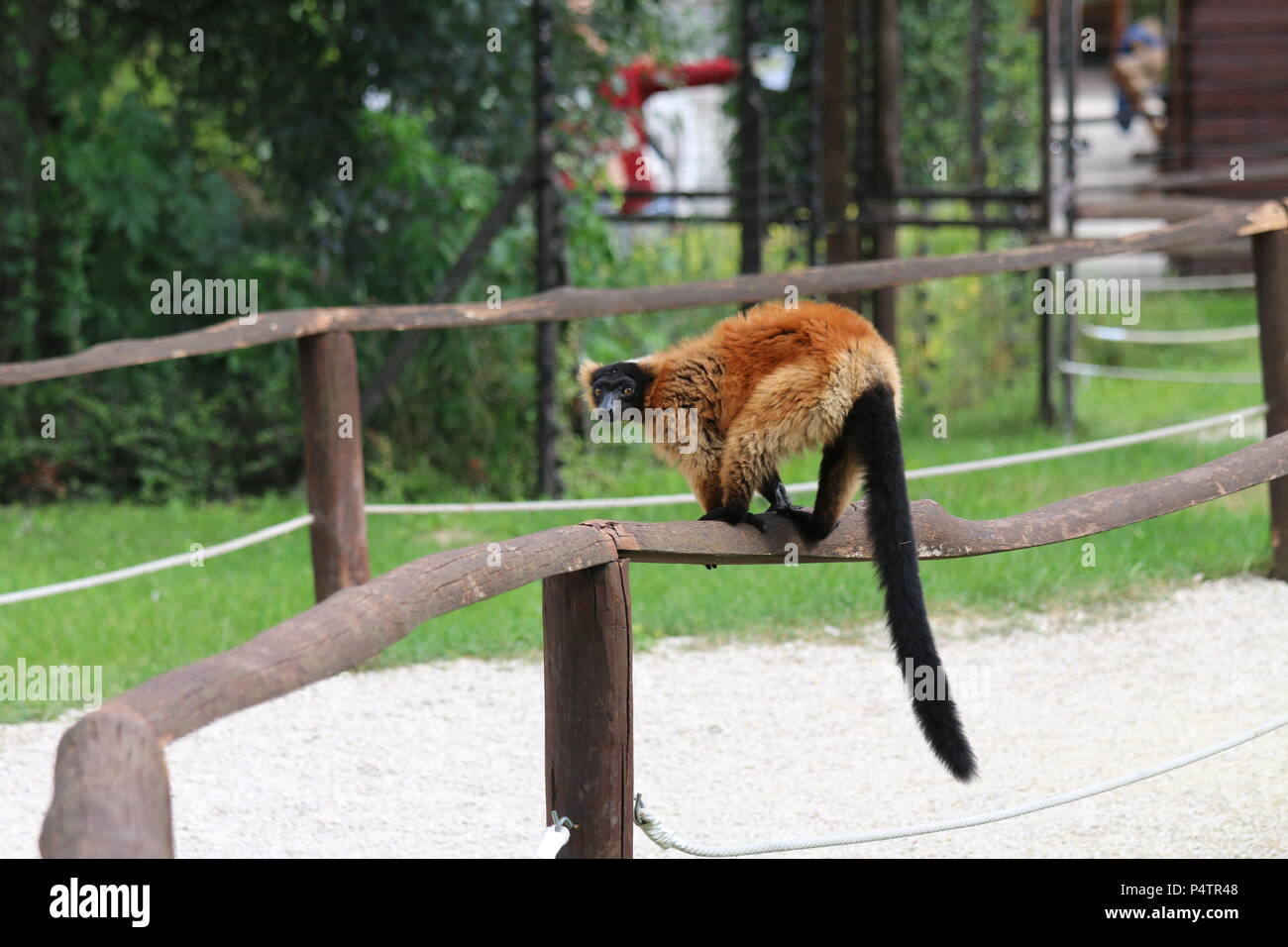 Red Ruffed Lemur - Varecia rubra Stock Photo - Alamy