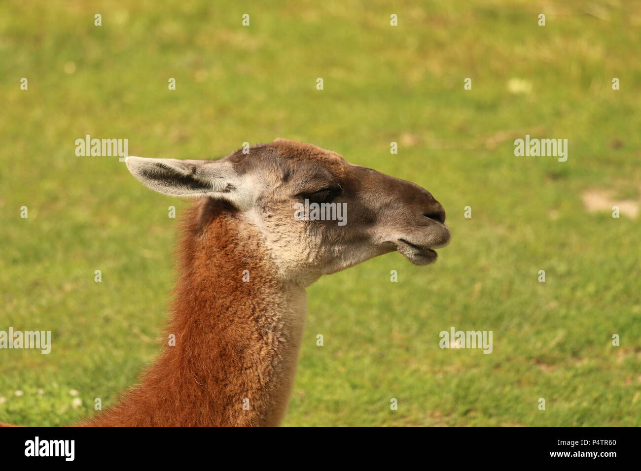 Guanaco and argentina hi-res stock photography and images - Alamy