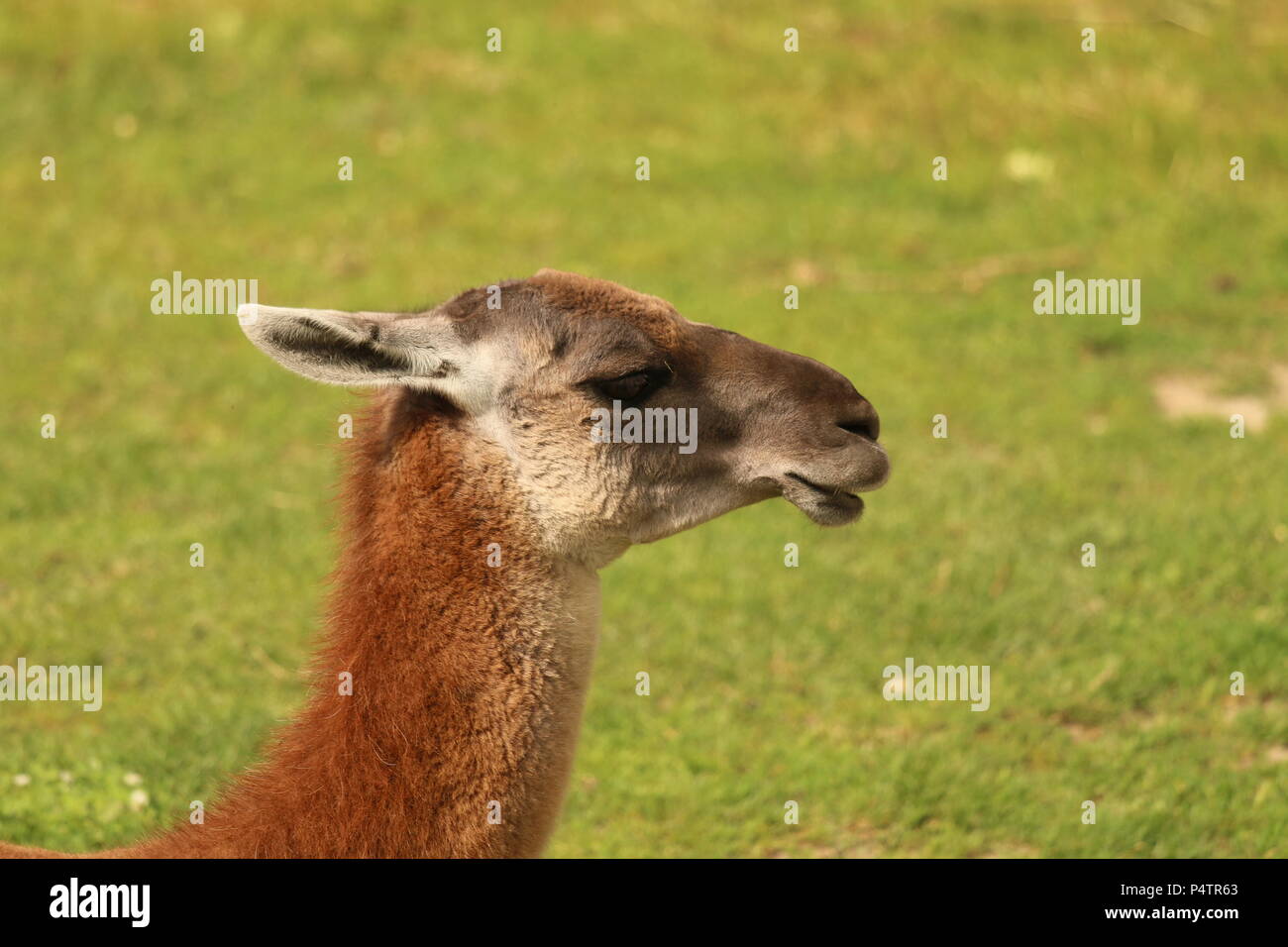 Guanaco and argentina hi-res stock photography and images - Alamy