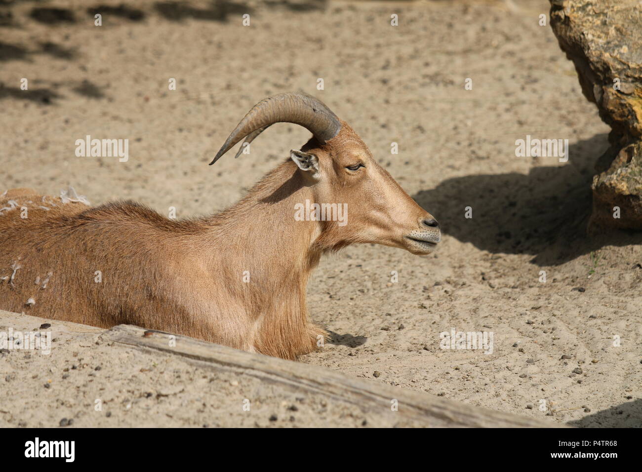 Female barbary sheep hi-res stock photography and images - Alamy