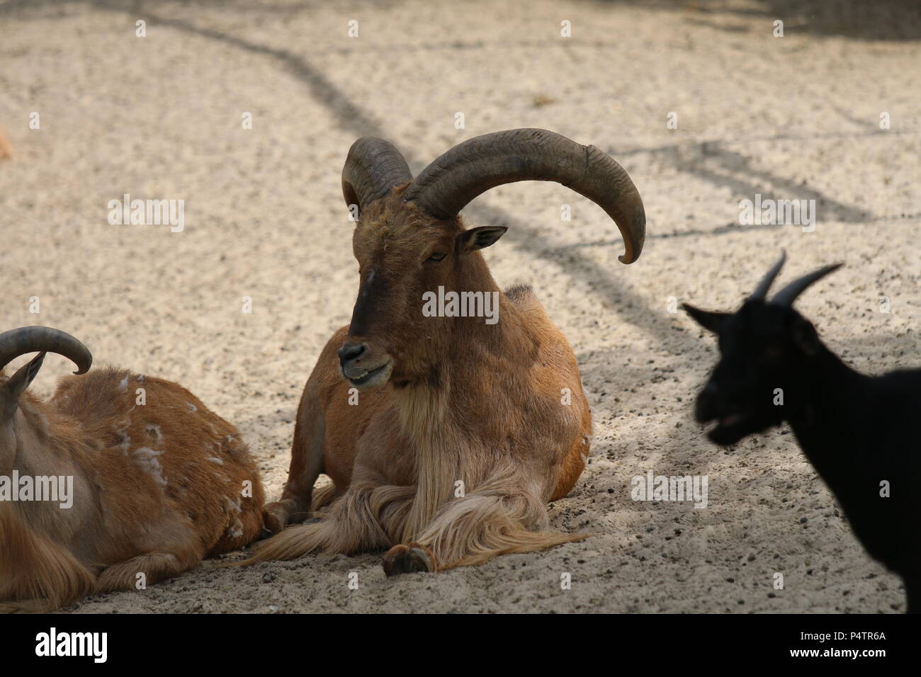 Barbary Sheep - Ammotragus lervia Stock Photo - Alamy