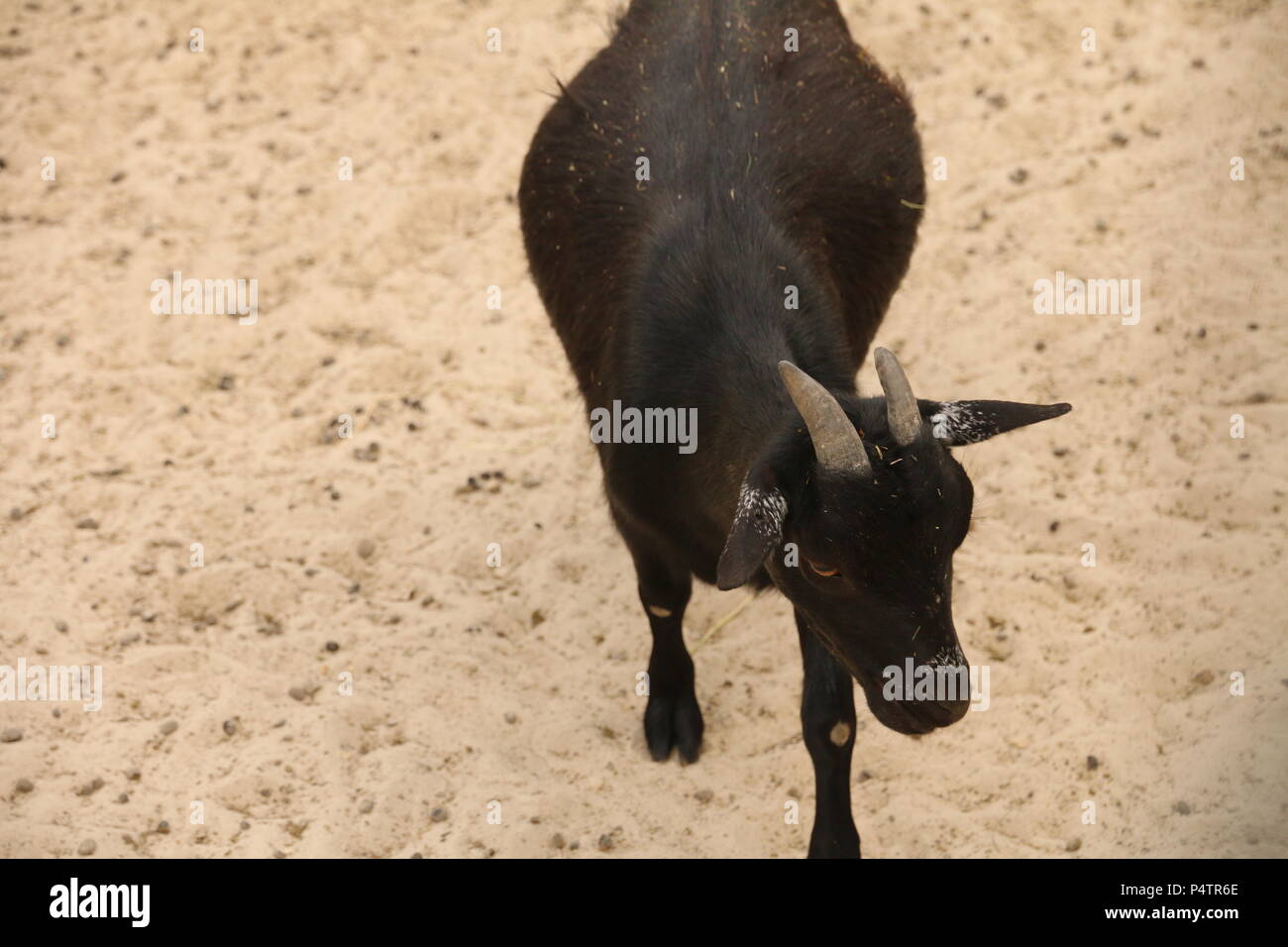 West African pygmy goat - Capra hircus hircus Stock Photo - Alamy