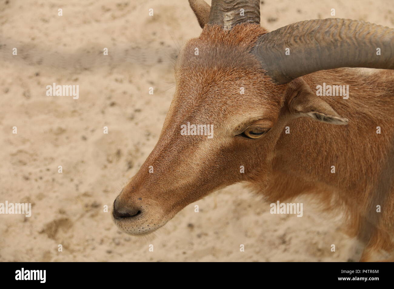 Female barbary sheep hi-res stock photography and images - Alamy